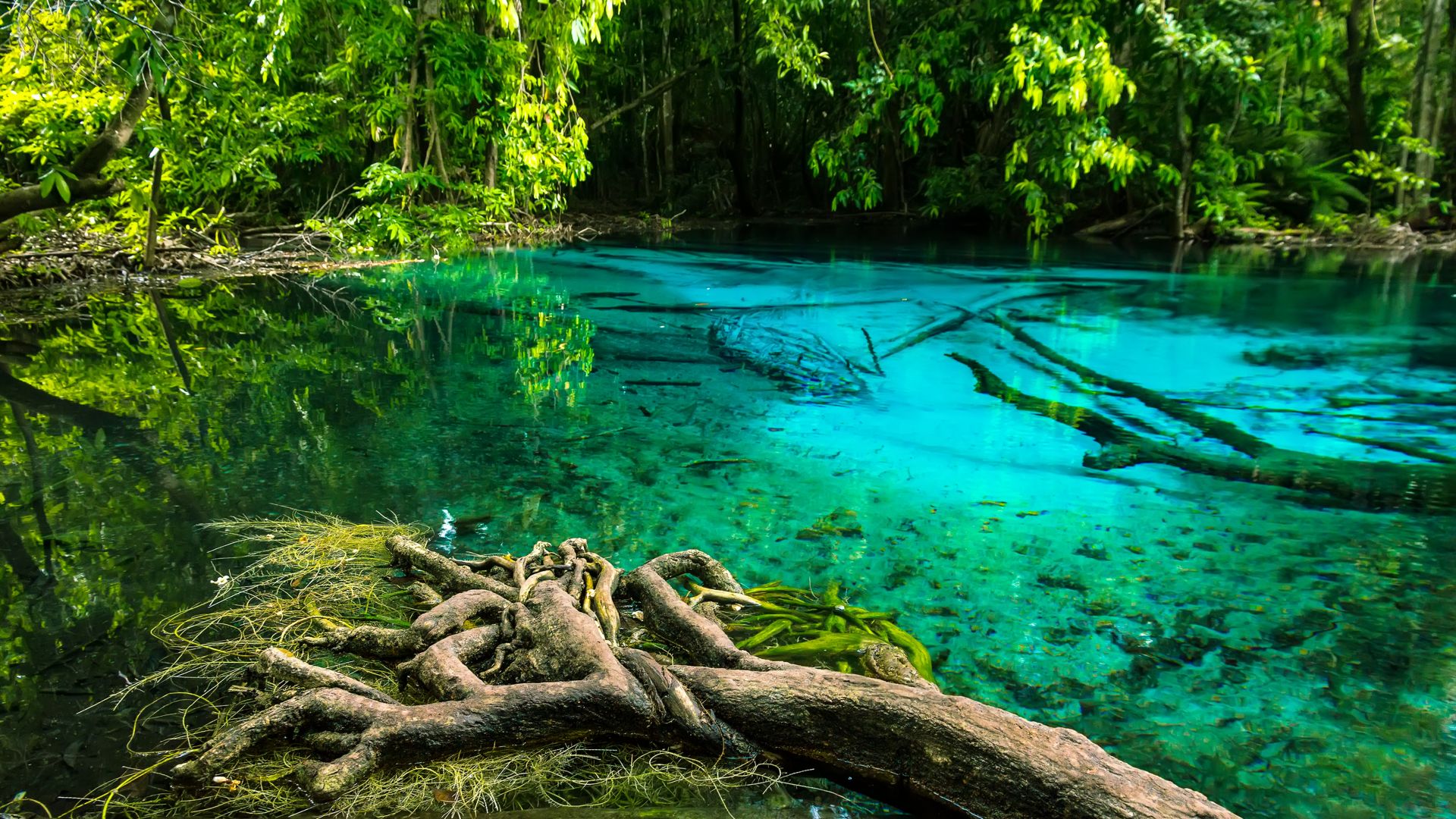 Krabi Emerald Pool + Hot Springs Excursion Price: ฿849 - Big Tour Viago