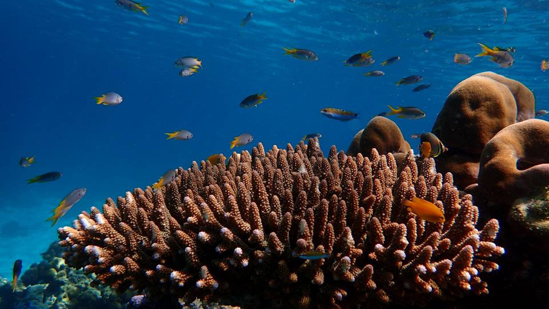 Koh Rok Full Day Tour - Big Tour Viago