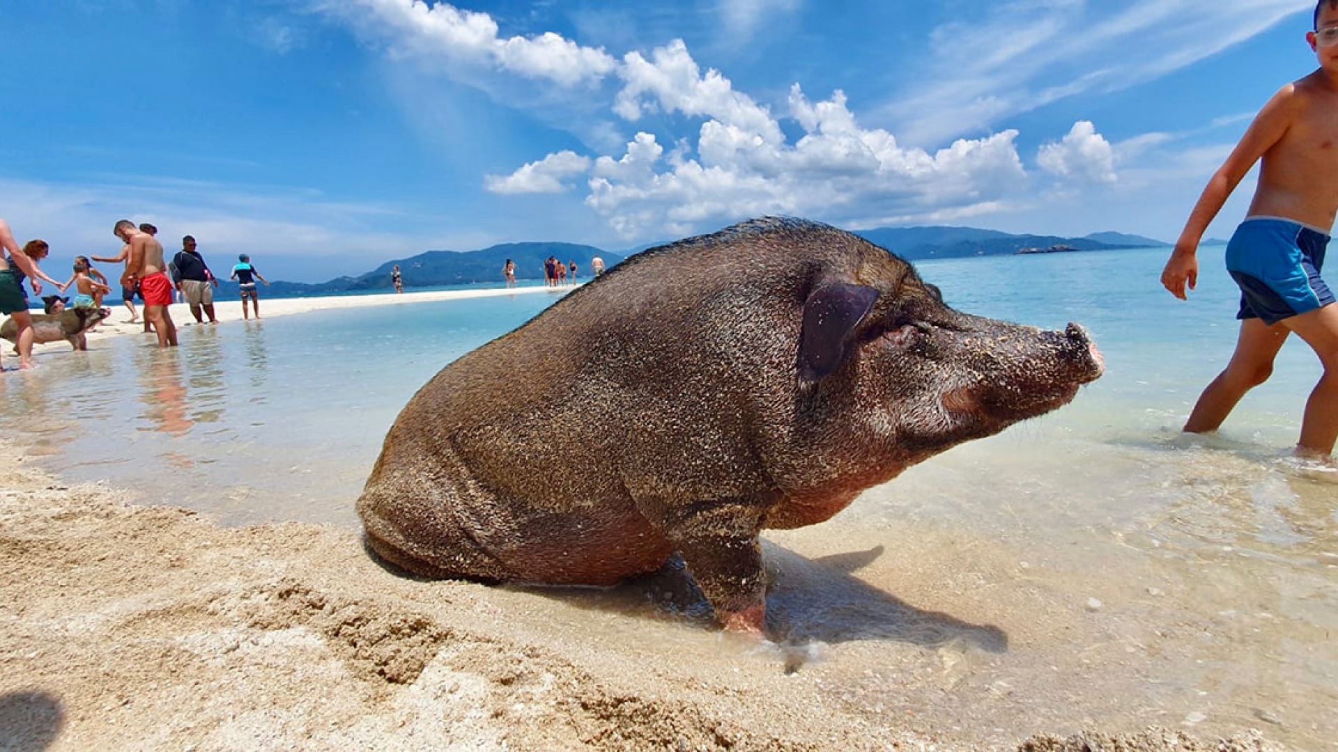 7 Hidden Islands / Pig Island from Koh Samui, Price: ฿1499 - Big Tour Viago